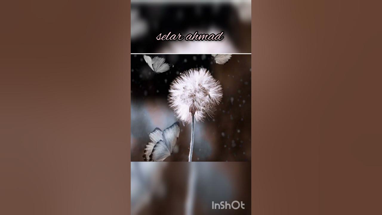 خلفيات فراشة مميزةفراشات Butterfly Wall Paper Music Butterfly Youtube