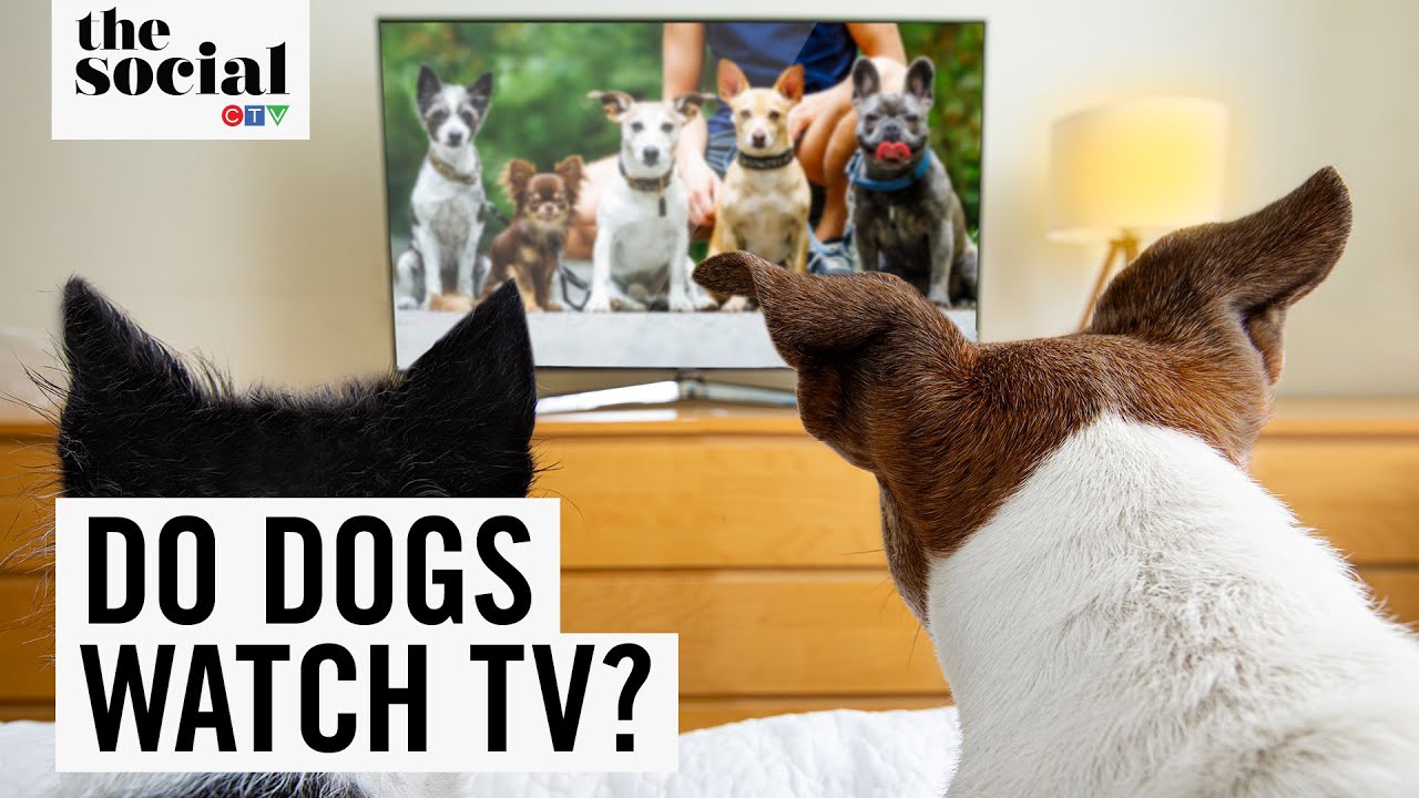 Do Dogs Really Watch TV? | The Social - YouTube