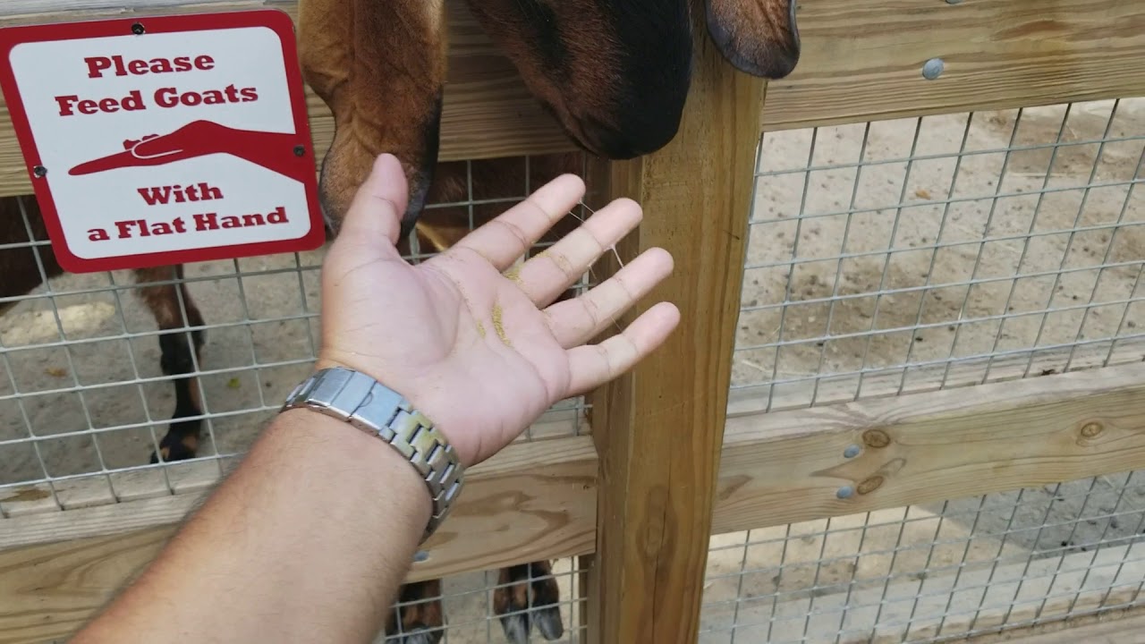 Goat chewing my hand - YouTube