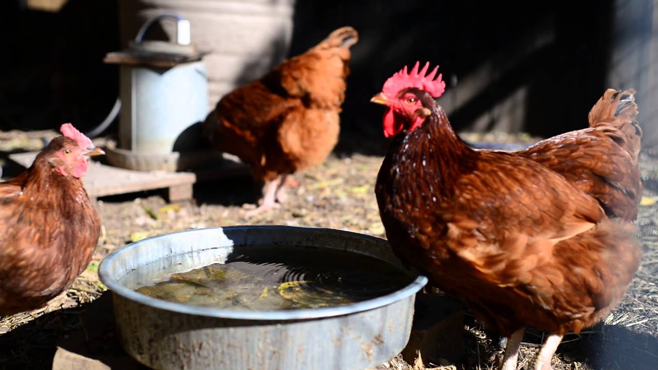 Chicken Meditation - YouTube