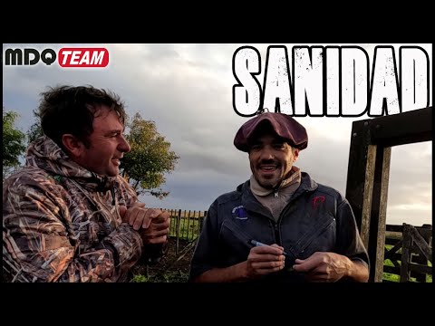 Sanidad en Toros reproductores