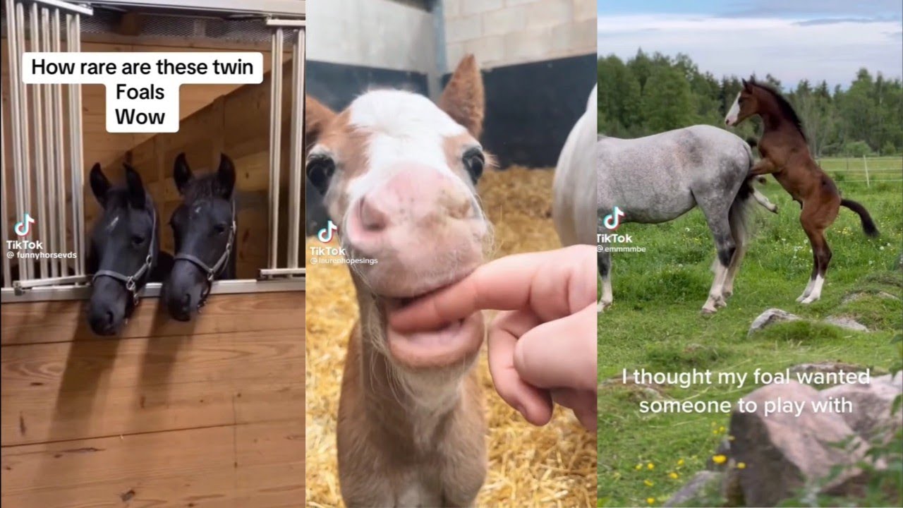 Cute Foals Compilation pt 8 - YouTube