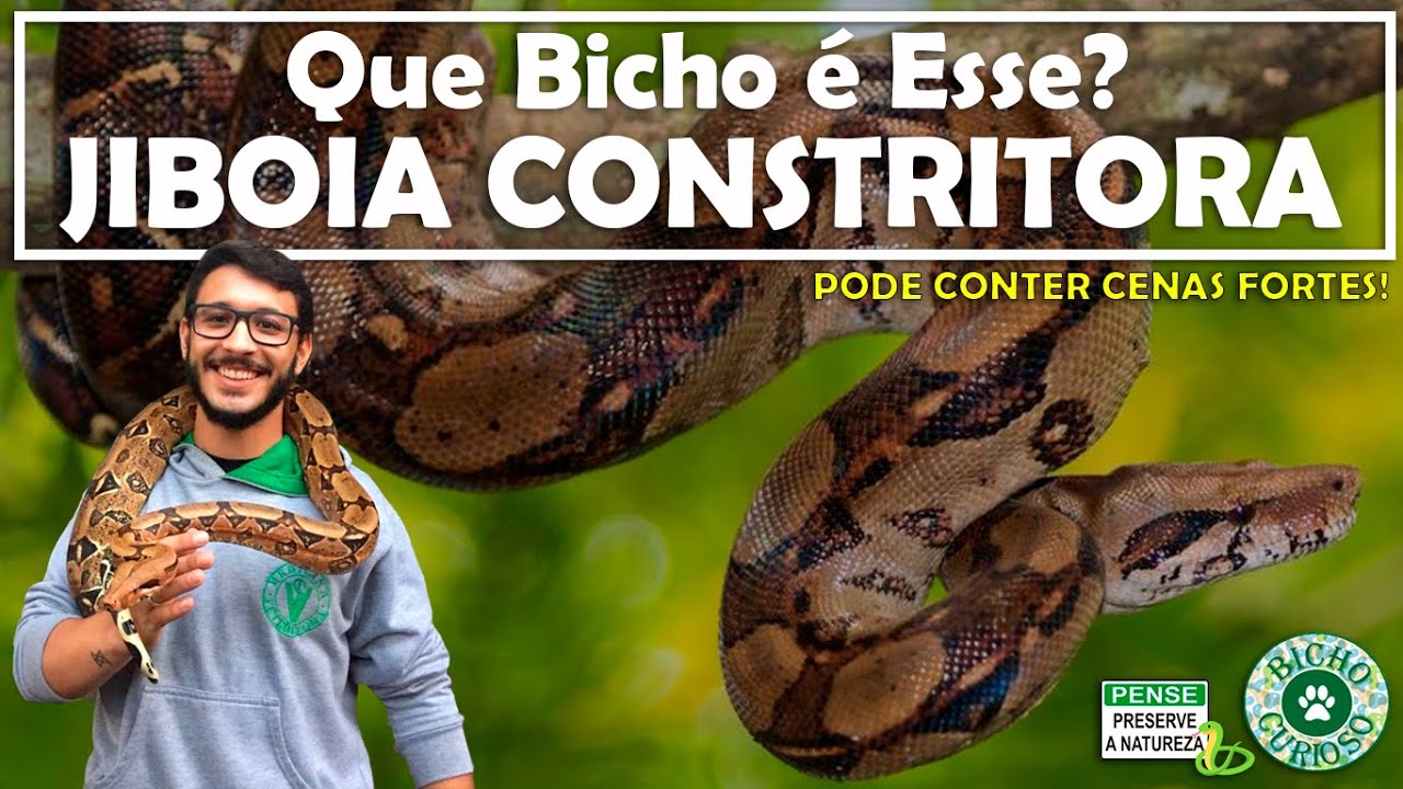 JIBOIA CONSTRITORA - Que Bicho é Esse? | Bicho Curioso - YouTube
