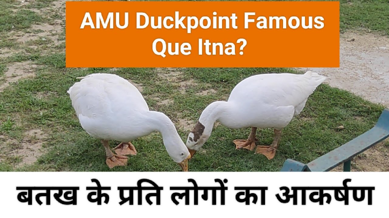 MORNING! DUCK POINT AMU || STORY BEHIND DUCK POINT || - YouTube