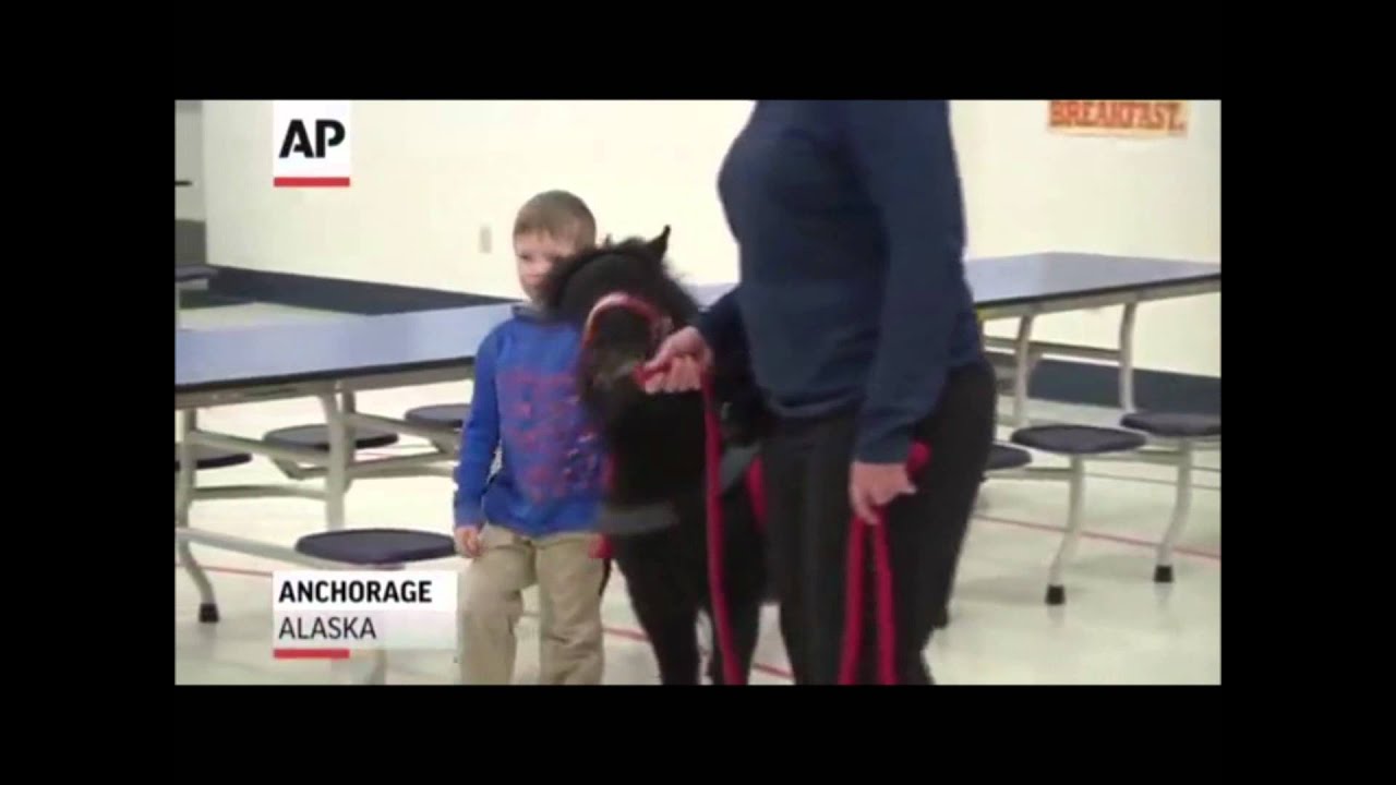 Mini Horse Service animal - YouTube