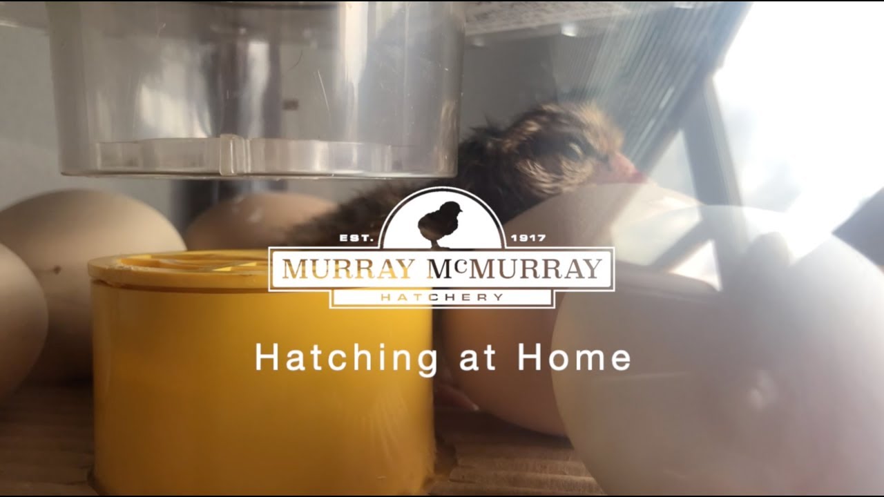 McMurray Hatchery Hatch at Home: Part One - YouTube