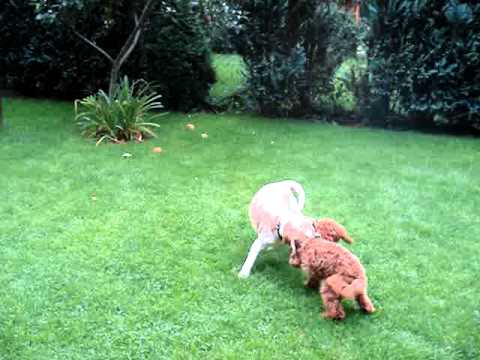 Kleiner Pudel Curly Sue liebt  \