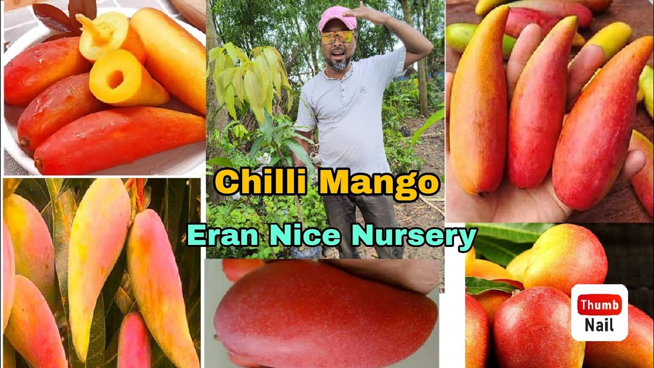 how to Chilli Mango Plants | White All Time Mango Plants | Eran Nice ...