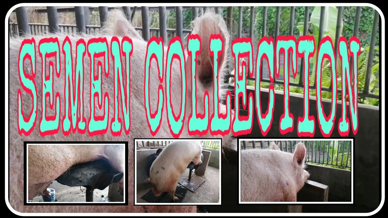 How to collect semen of the boar. - YouTube