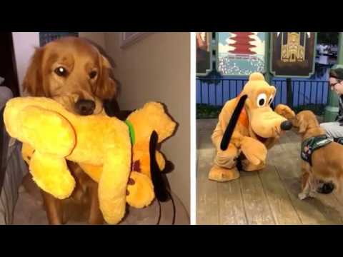 Perrito se encuentra con su ídolo animado, "Pluto" de Disney - YouTube