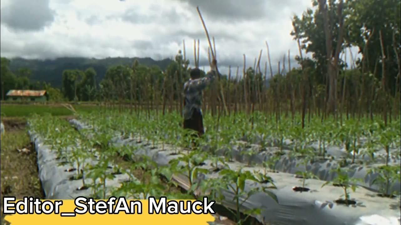 #video lengkap dari pembibitan tomat servo f1 hingga panen - YouTube