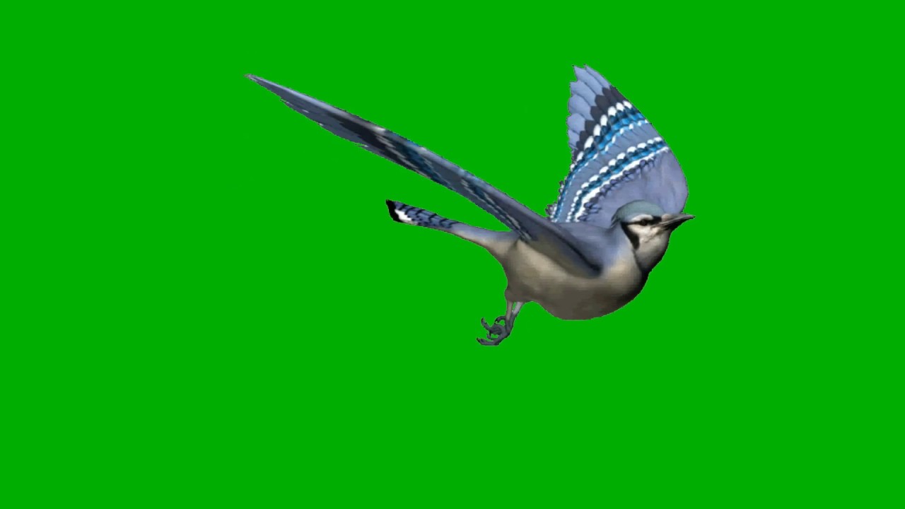 Bird Green Screen Video | Blue Jay | Pigeon - YouTube