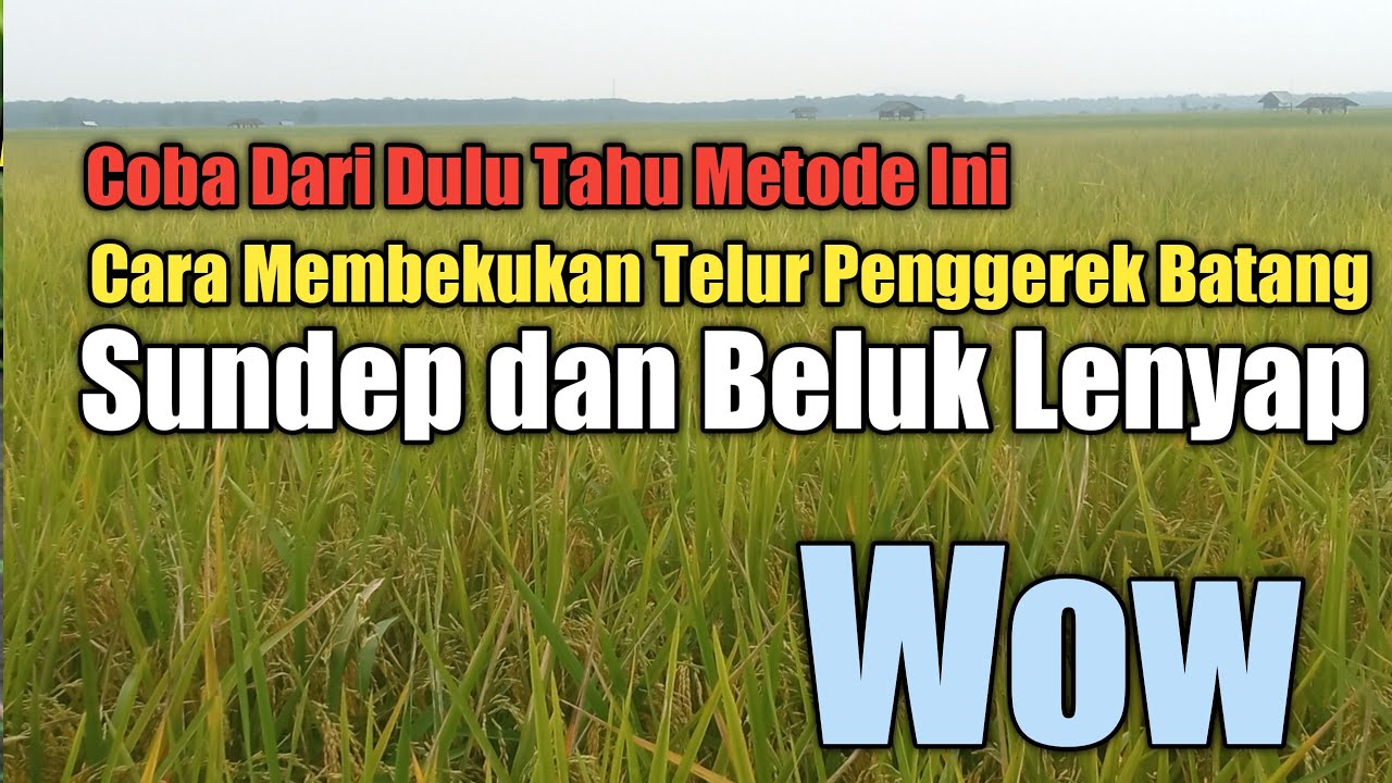 Cara Mengobati Sundep dan Beluk dan Cara Mengatasi Sundep dan Beluk ...