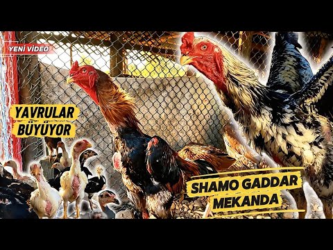Dev Shamo Gaddar’ı Fazıl Setirek kümeslerinden almaya gidiyoruz 