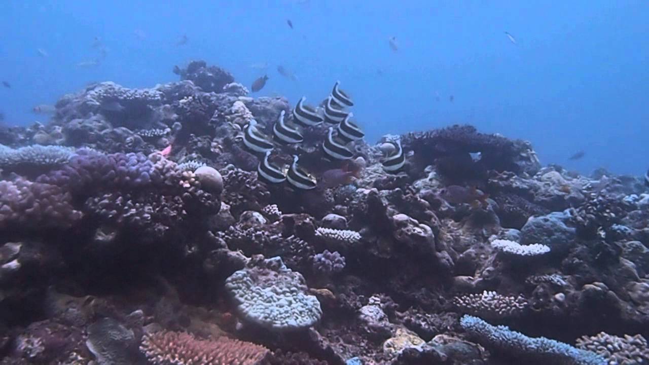 BottleFish @ Tranquillity Island Resort - YouTube