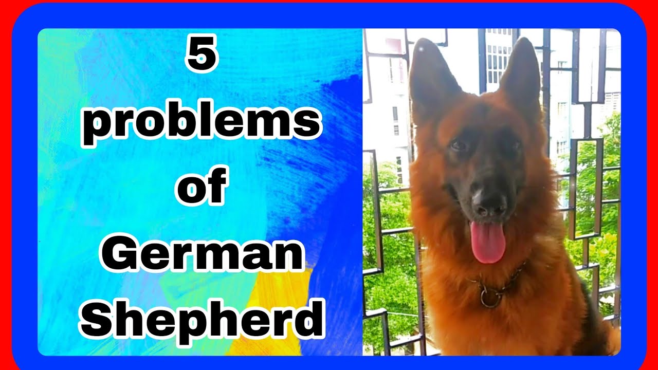 5 Problems Of German Shepherd - YouTube