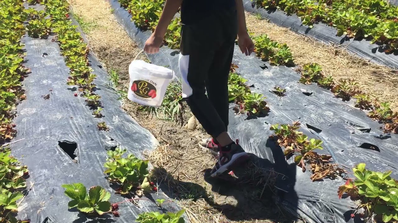 Strawberry farm Auckland - YouTube