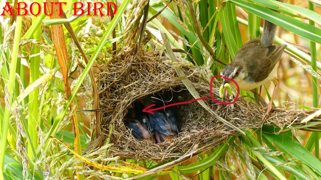 Blue worm is the best food for baby bird - YouTube