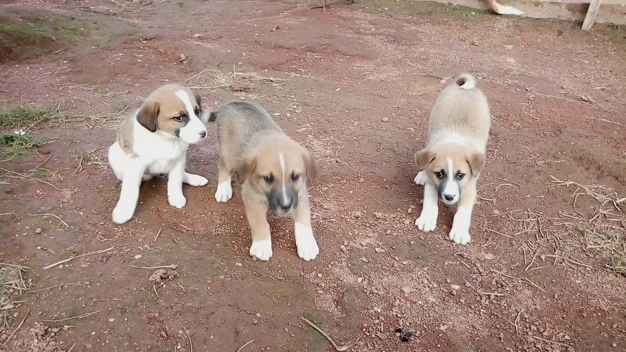 Dog Intozo (Imbwa) ibibwana na nyina - YouTube