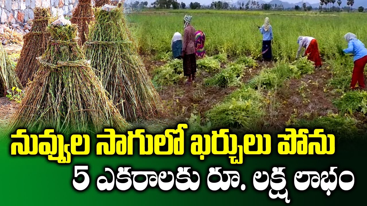 Sesame Seeds Cultivation Complete Guide || Nuvvula Sagu || Profitable ...
