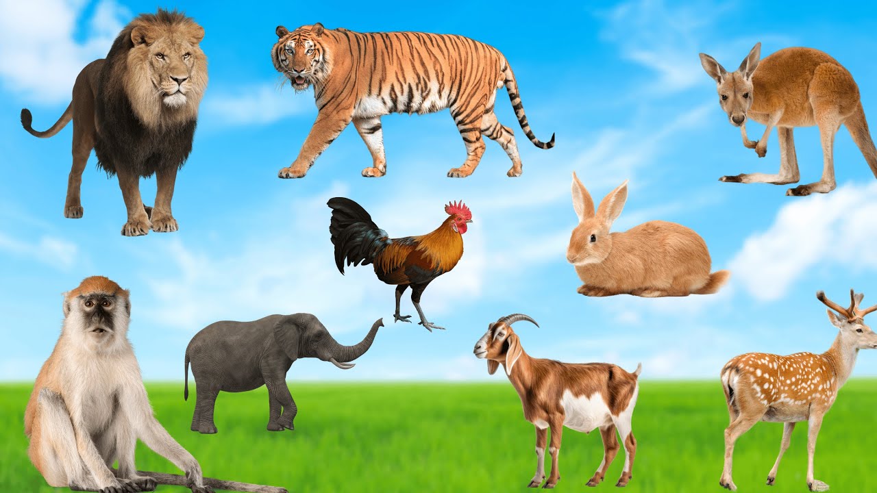 Farm Animal Life: Chicken, Cat, Monkey, Fish, Cow, Goat, Duck, Pig ...