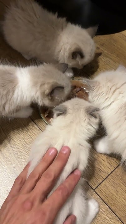 Котята Рэгдолл котята рэгдолл Youtube