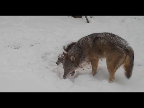 Wolf (Canis lupus) in the wild pasture "Jungas", North Vidzeme ...