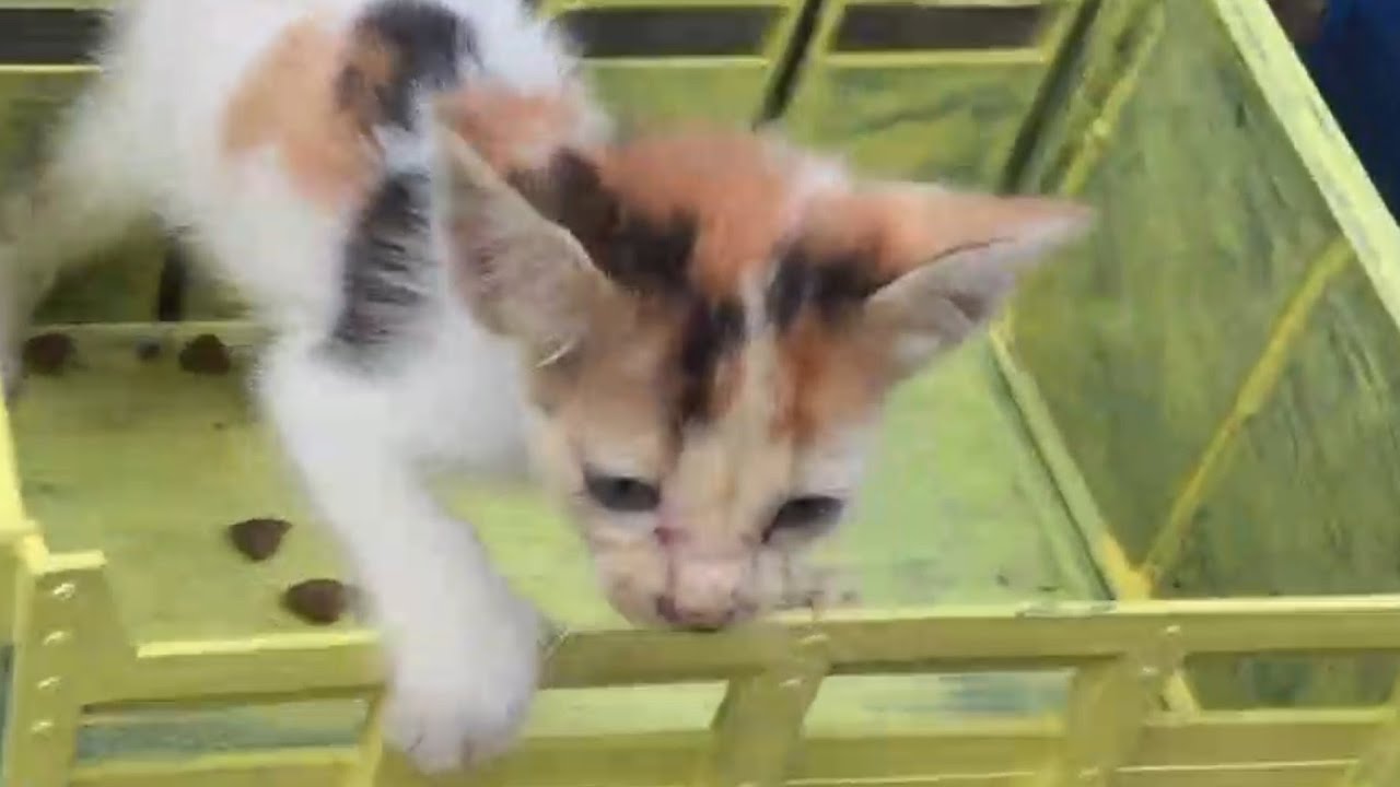 Kucing Lucu Bolang Telon Trek Gandeng Simanis - YouTube
