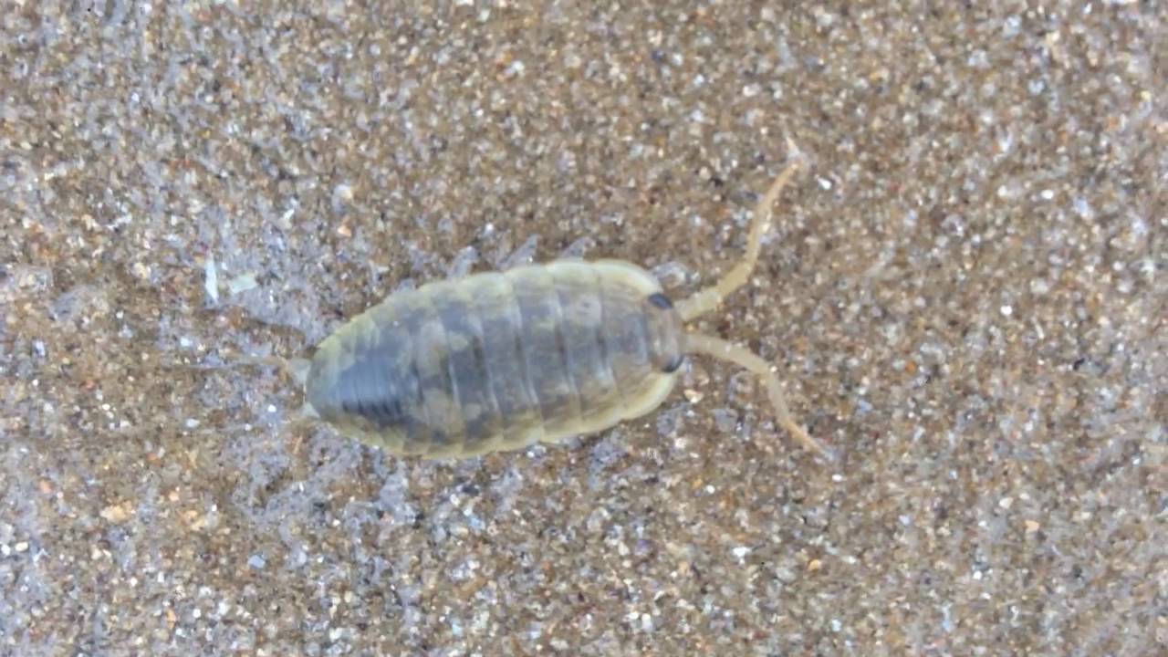 Sea louse? - YouTube