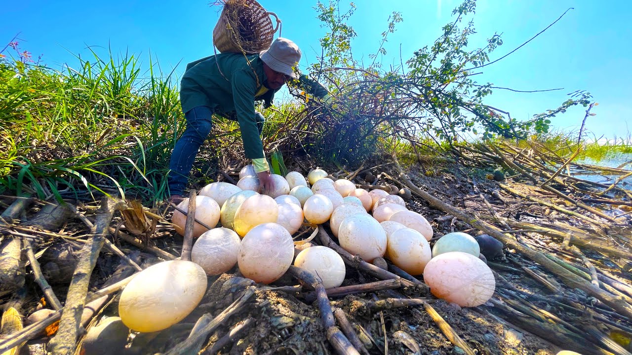 Amazing top fishing eggs! Wow Wow! a really nice man picks a lot of ...