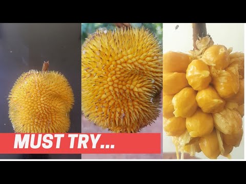 Natural Wild Jack Fruit | Aini Palam | Nagercoil special Ayinichakai ...