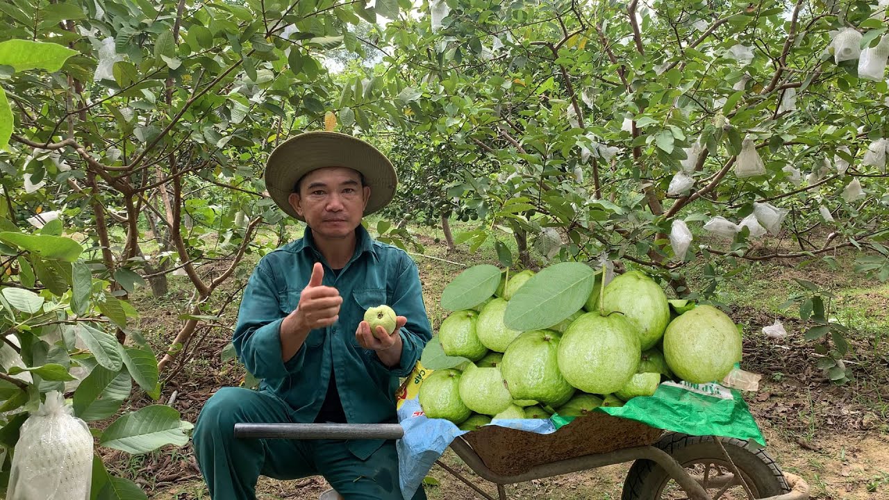 Pick a cart full of guavas and enjoy them right in the garden , the ...