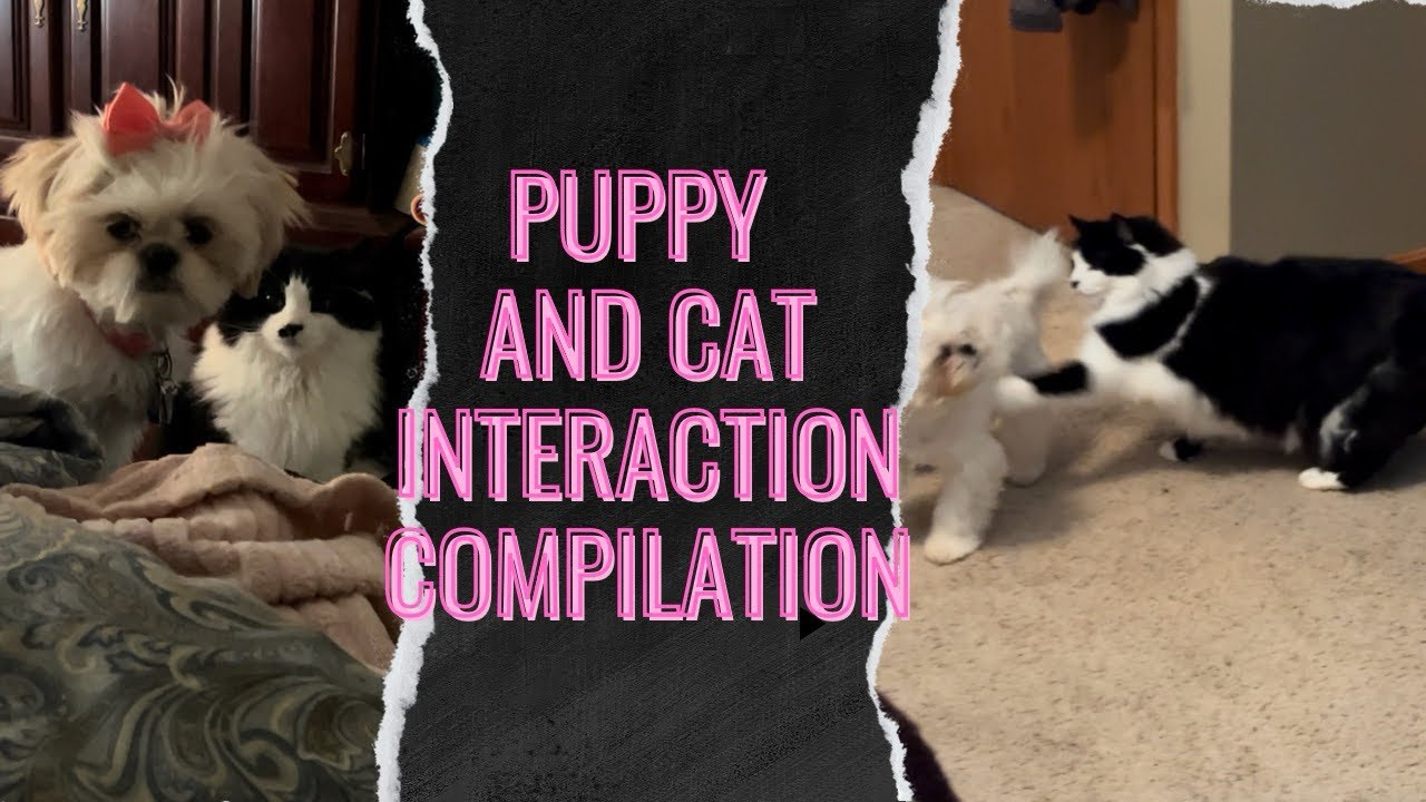 Adorable shih Tzu puppy and cat relationship and interaction - YouTube