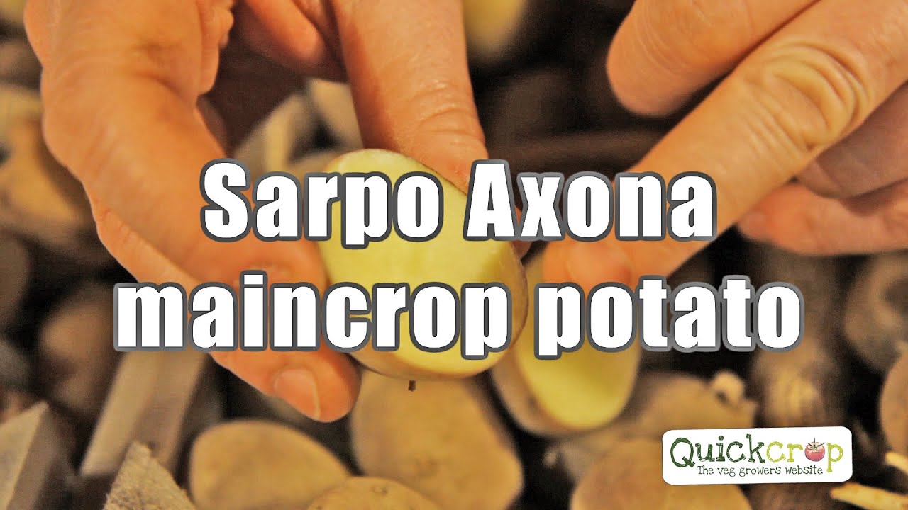Sarpo Axona Seed Potato - Maincrop Variety - YouTube