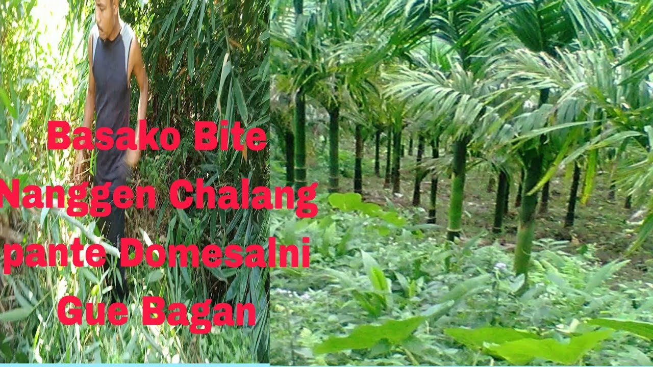 Basako Bite Nanggen - YouTube