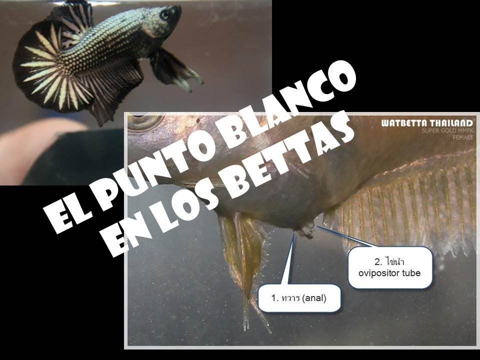 Facebook GENTE BETTA MEXICO OFICIAL-El punto blanco en los Bettas - YouTube