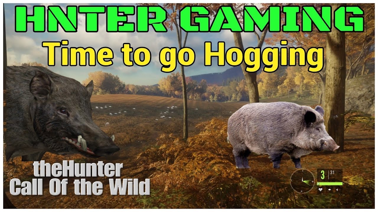 theHunter Call Of the Wild | Time to go Hogging - YouTube