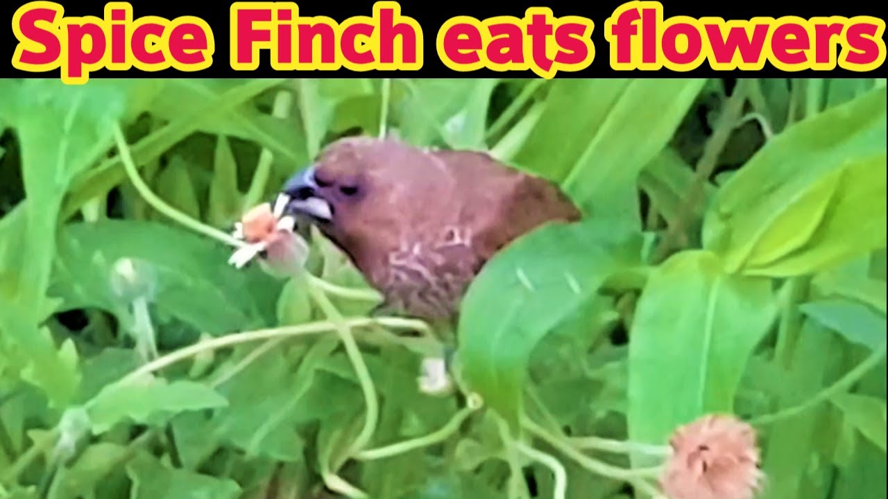 Spice Finch eats flowers | Muniya Bird - YouTube
