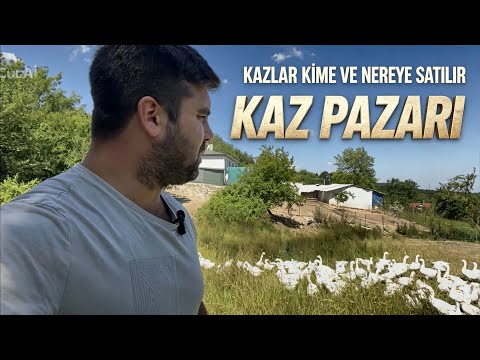 Kaz nereye satılır ?? KAZ PAZARI #kaz #hayvancılık #tavuk#köyhayatı #çiftlik #parakazanma #ekgelir 