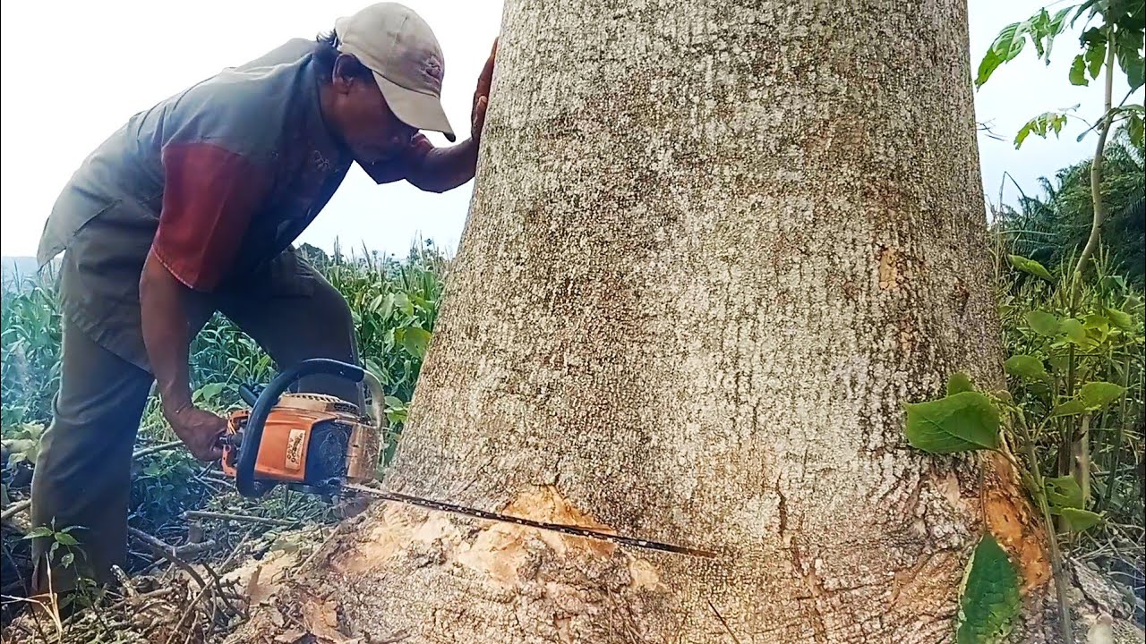 large tree cutting techniques - YouTube