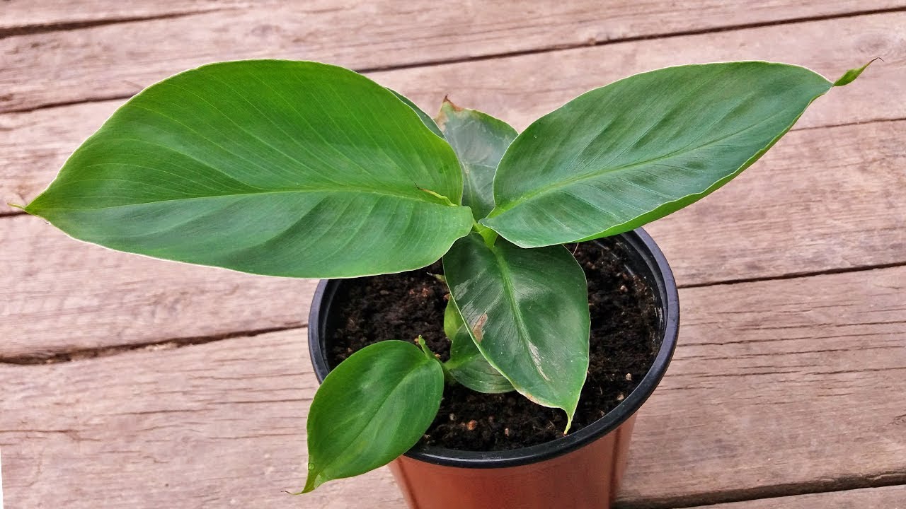 I saved the Cavendish banana plant - YouTube