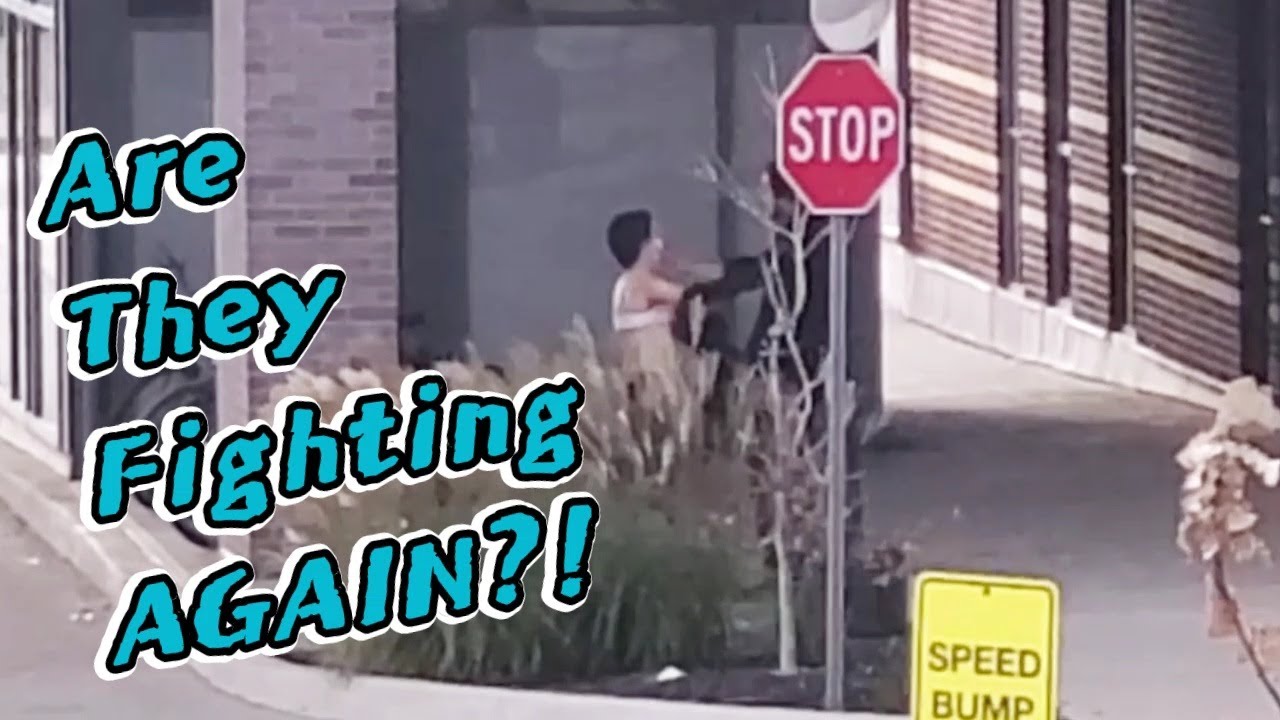 #523 - "Are They Fighting Again?!" - YouTube