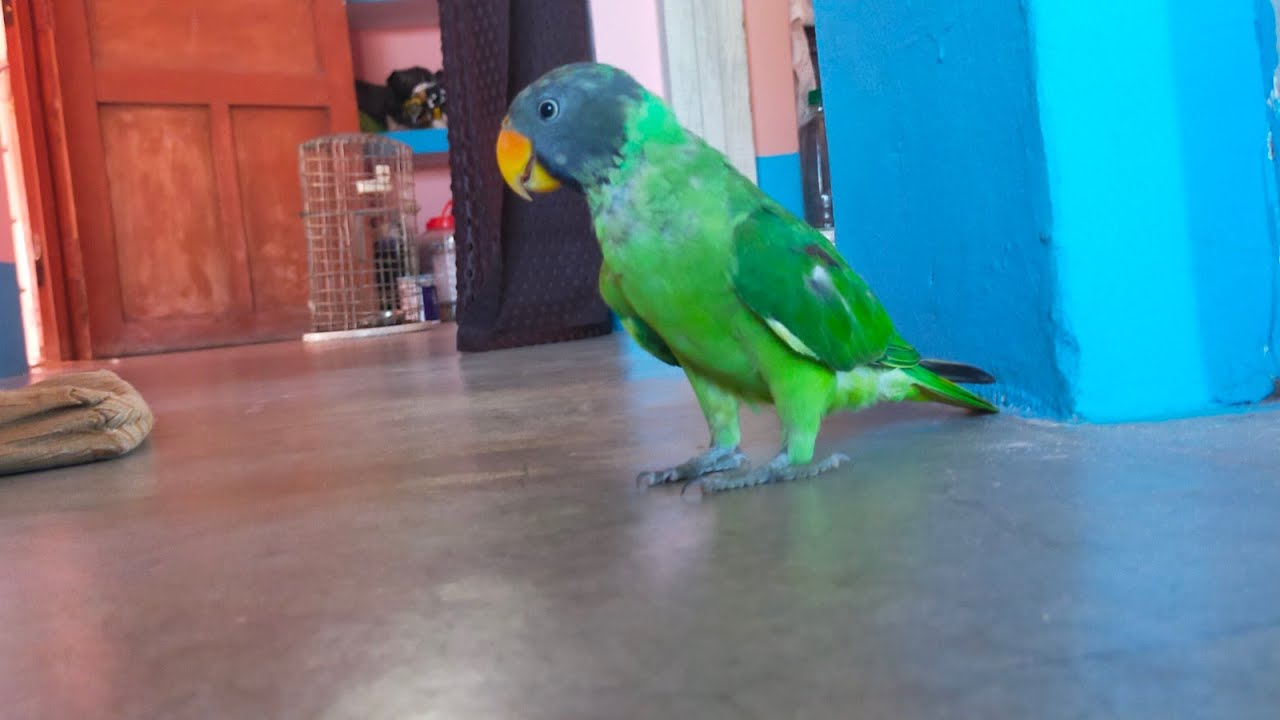 going to wash the parrot and his pijada - YouTube