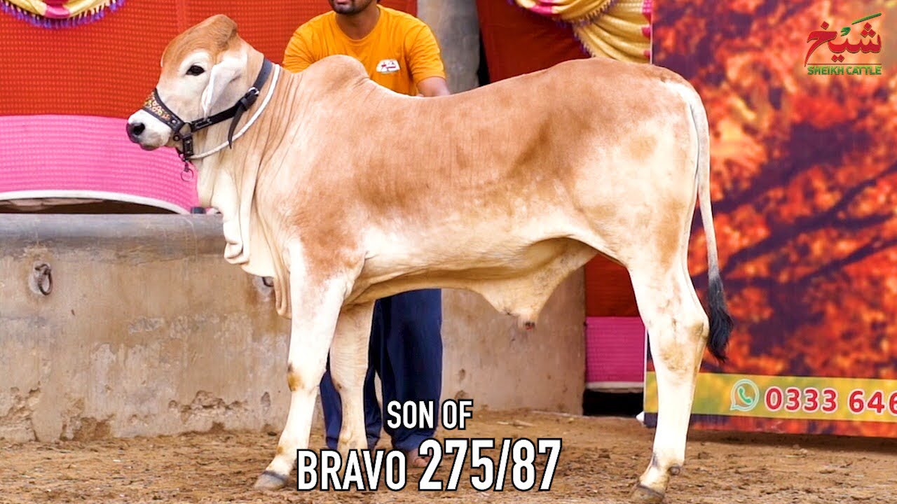 Sheikh Cattle Brahman Breeds⚕️Now Presenting Calf “*Son of BRAVO 275/87 ...