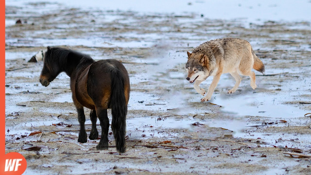 Wolf Attacks Horse and Quickly Regrets It - YouTube