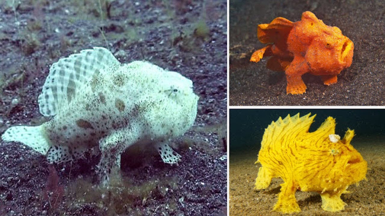Frogfish 'With Legs' Walks Along The Seabed in Indonesia - YouTube