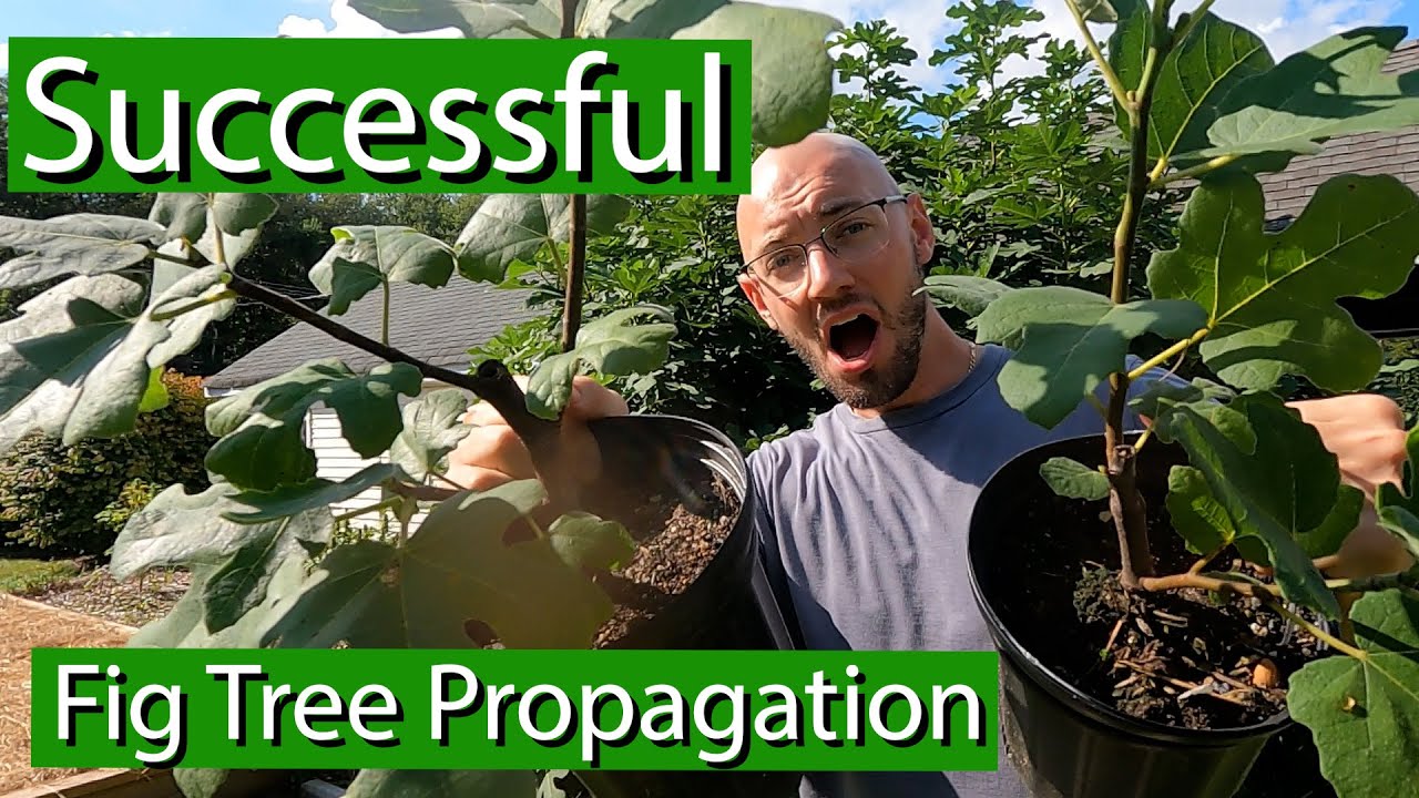Three Methods to Successfully Root Fig Trees - YouTube