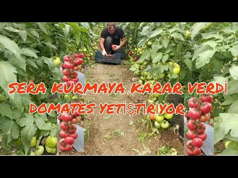 GENÇ GİRİŞİMCİ SERADA PEMBE DOMATES DİKTİ, KAZANCINI KATLADI.
