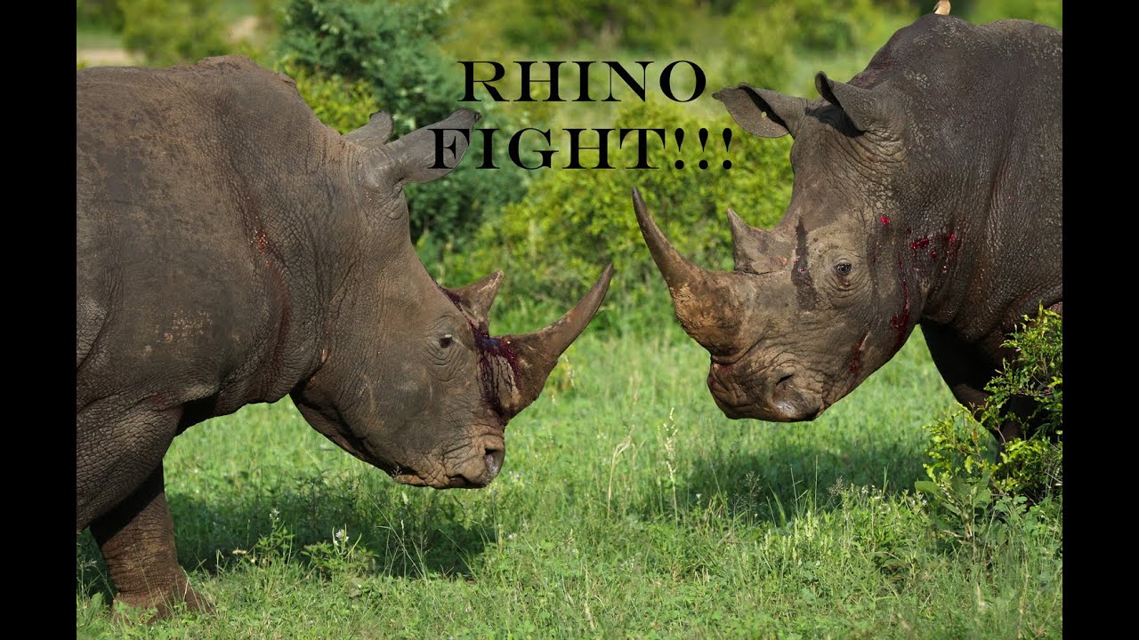Adrenalin-filled RHINO fight - YouTube