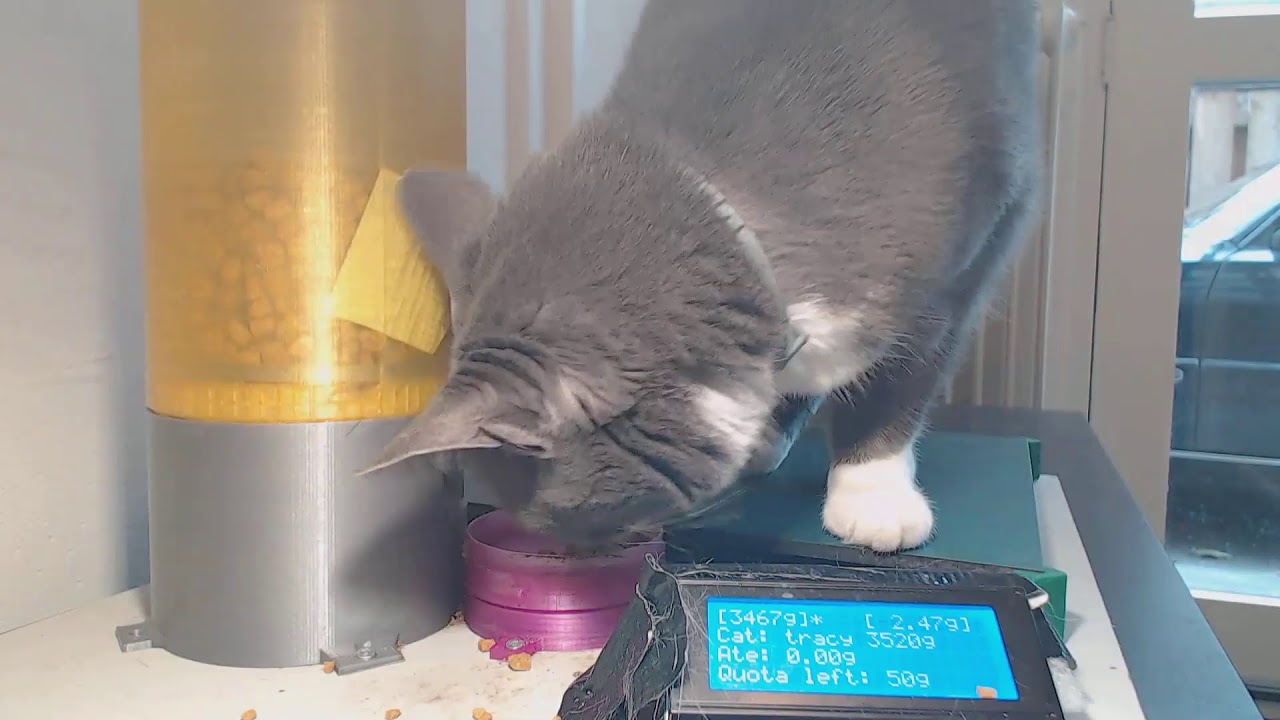 Meowton Live Stream - YouTube